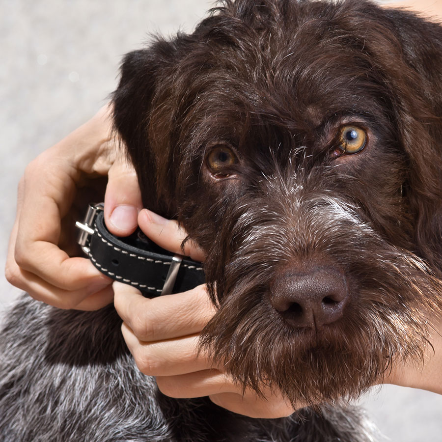Best Dog Collar • Reviews & Buying Guide (March 2023) • Buy Now Signal